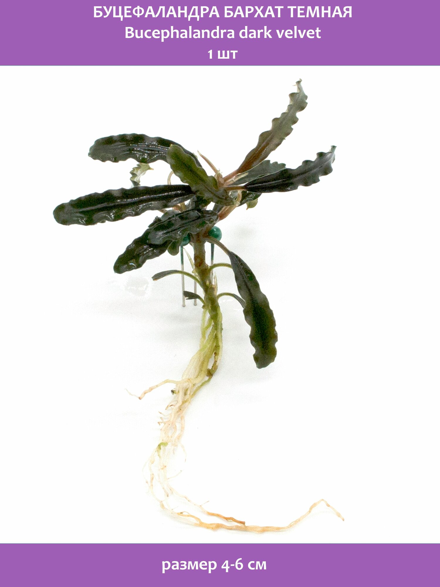 Bestfish24 Буцефаландра бархат темная, 4-6см, 1шт