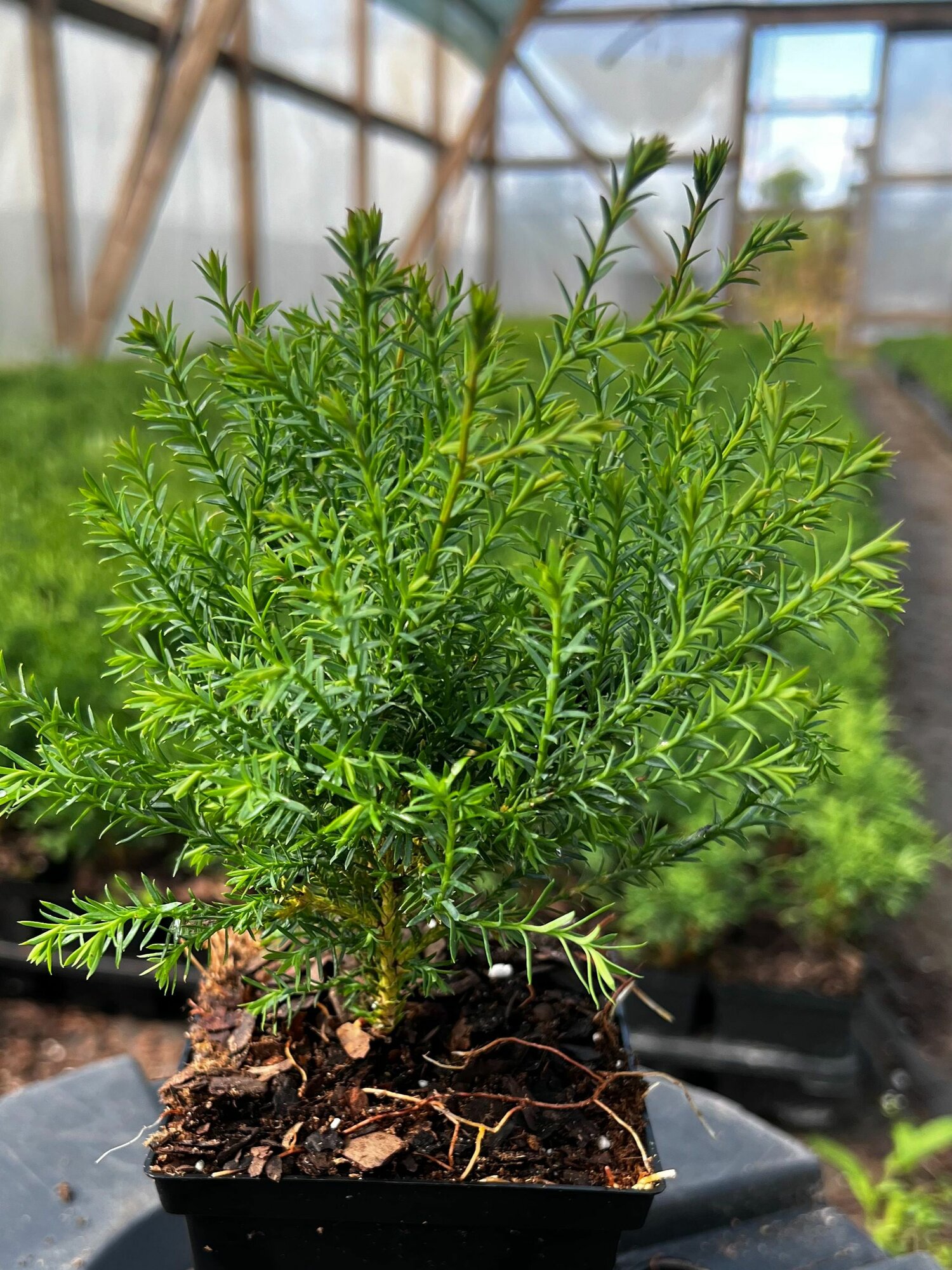 Туя Боулинг Болл саженец, Р9, 10-15 см, зеленый ШАР