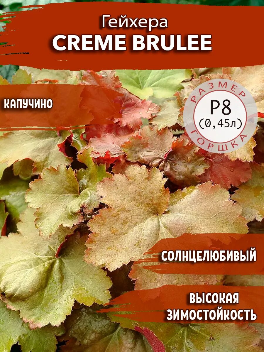 Гейхера Creme Brulee