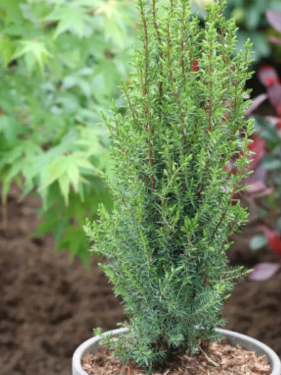 Можжевельник обыкновенный Arnold