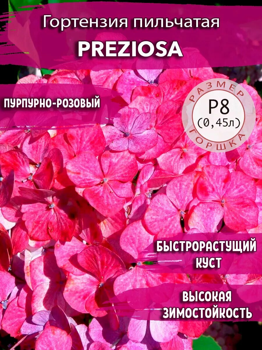 Гортензия Садовые Растения Preziosa, многолетняя, высота растения до 100см