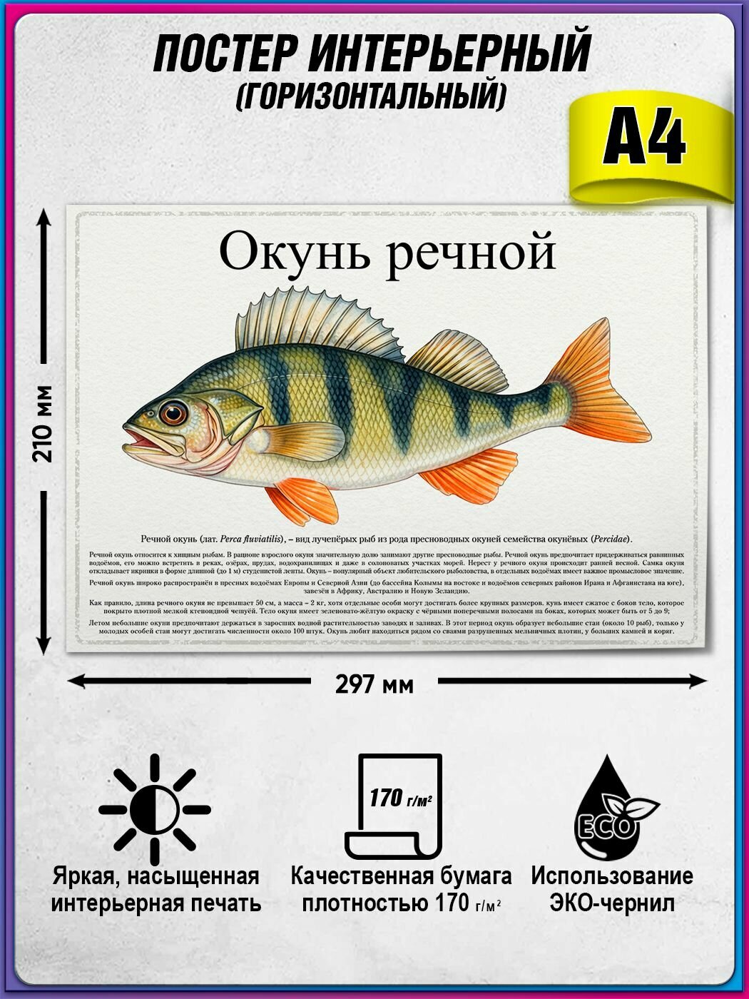 Постер интерьерный "Окунь речной", плакат, подарок на День рыбака / А-4 (21x30 см.)