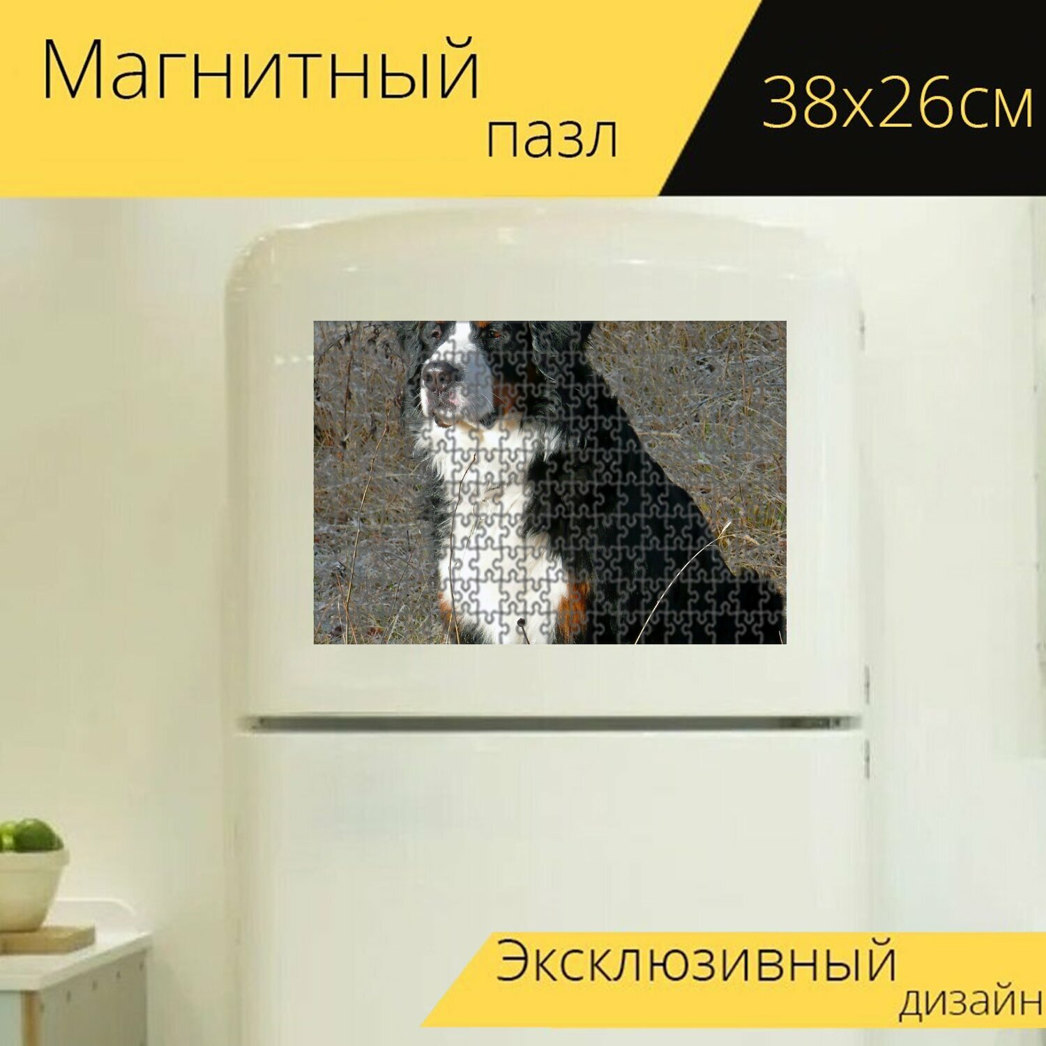 Магнитный пазл "Бернский зенненхунд, berner sennenhund, собака" для интерьера, 38х26 см.