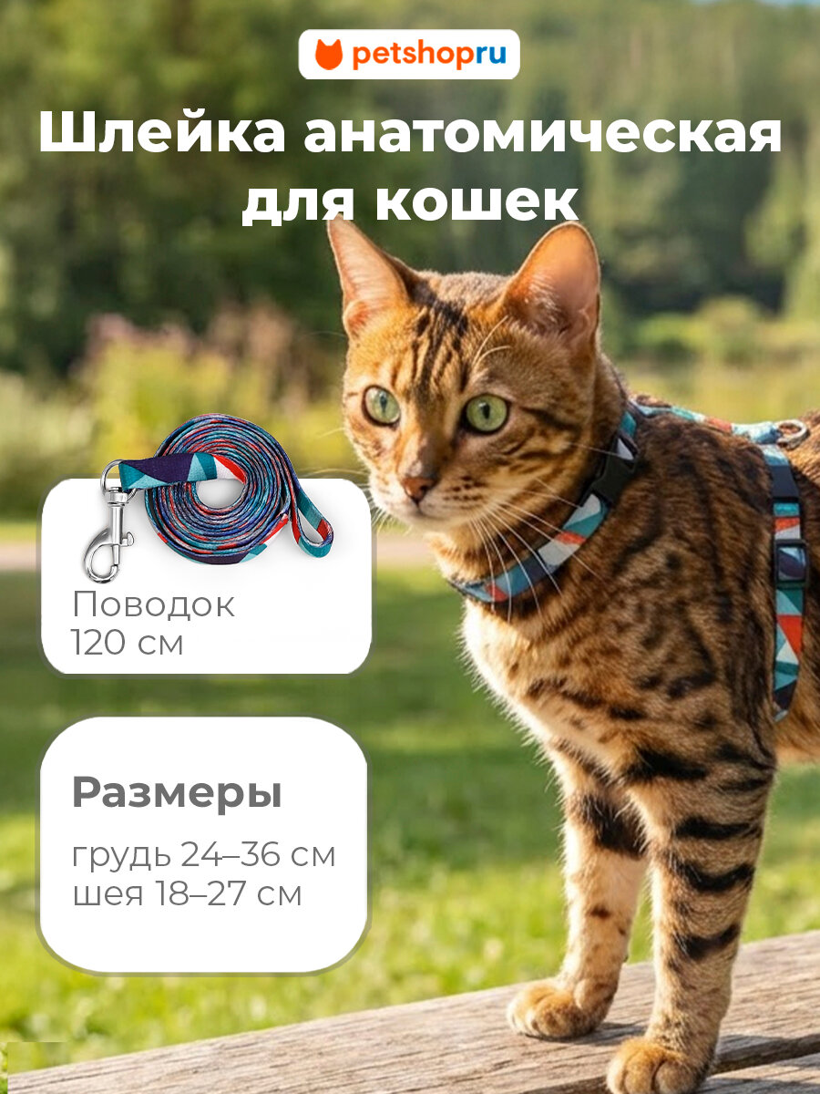 PETSHOP Шлейка с поводком для кошек "Мяу", 24-36 см, синий-красный