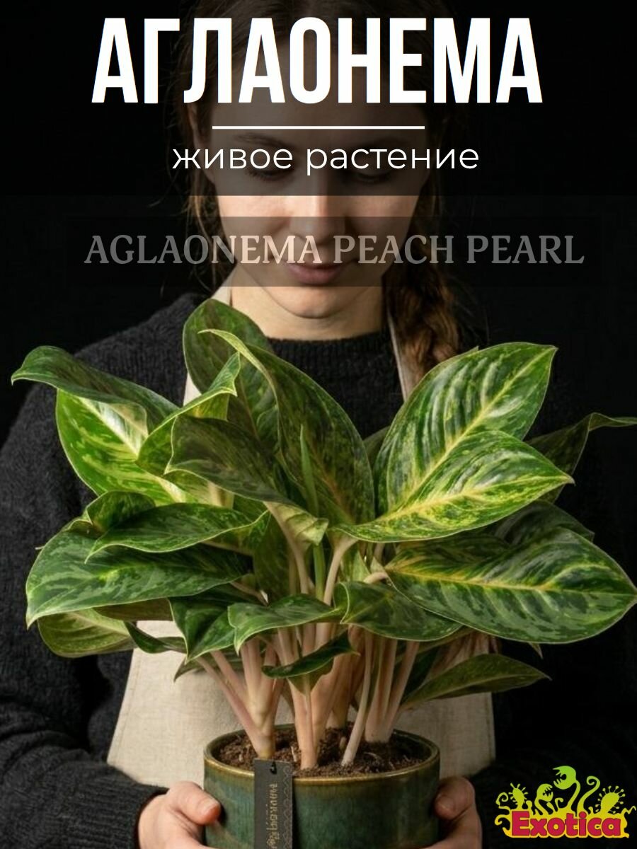 Аглаонема Пич Перл (Aglaonema Peach Pearl) D12см, домашний цветок