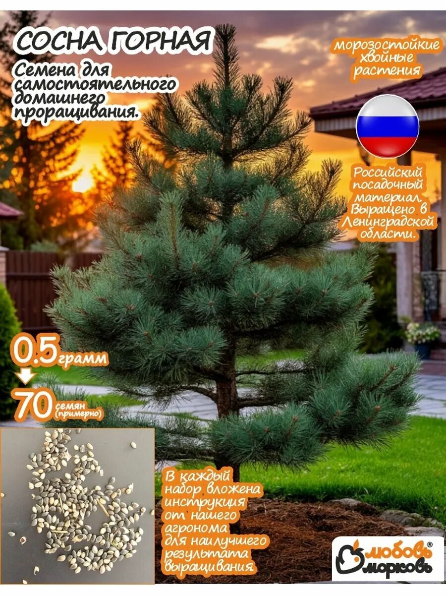 Семена сосны горной "Любовь морковь", многолетние, декоративные, 0.5 г