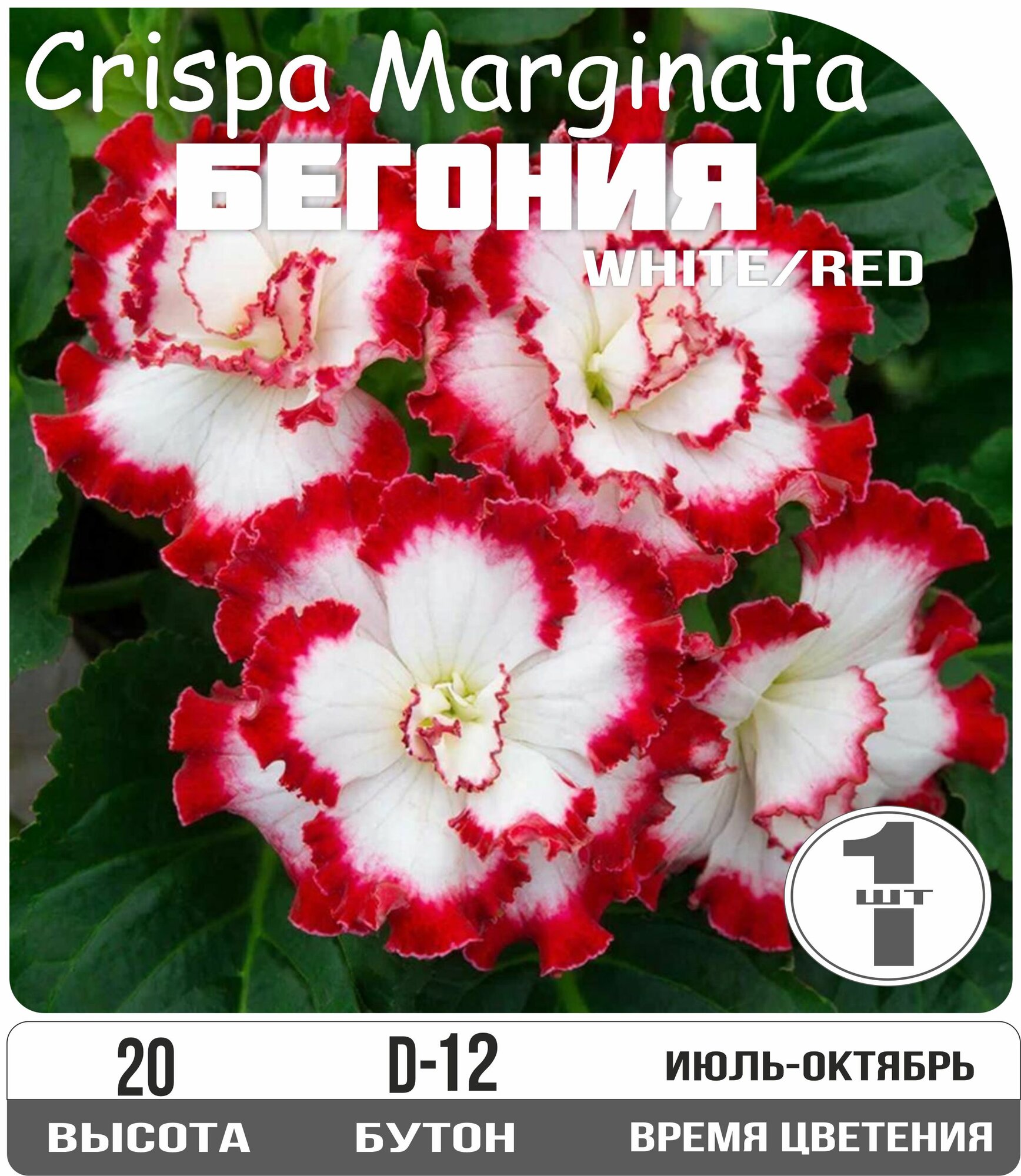 Бегония Криспа Маргината бело-красная, луковица 1шт.