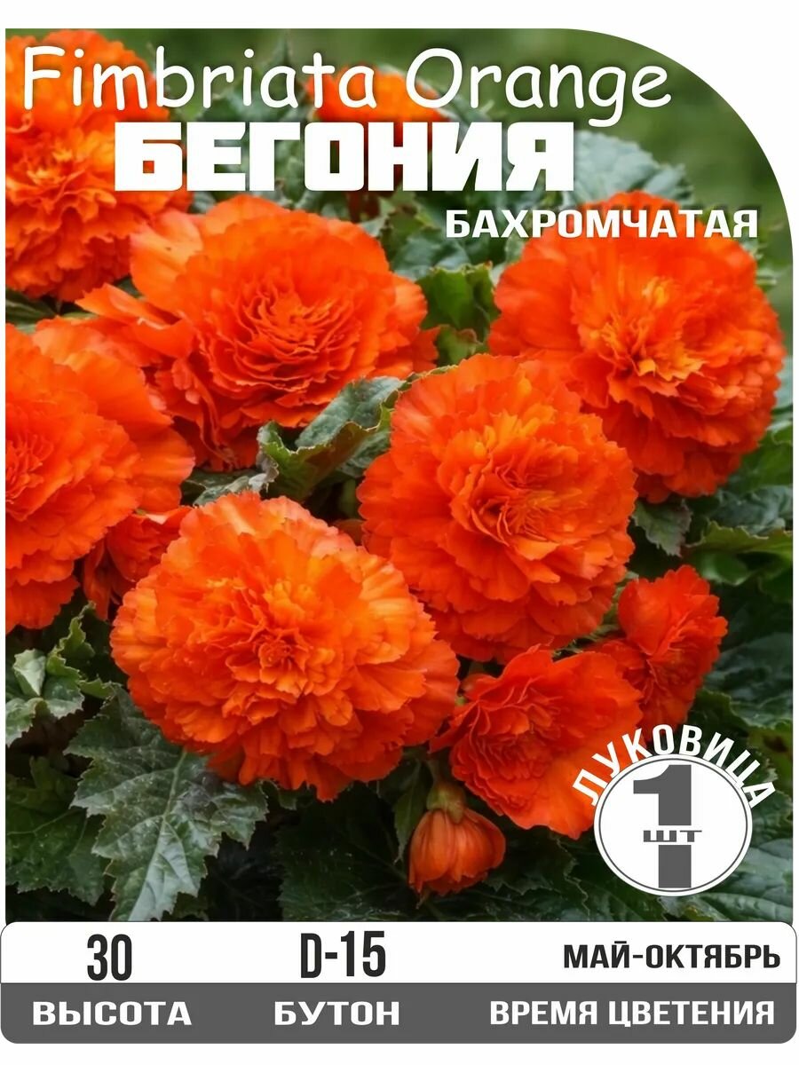 Бегония бахромчатая Оранж, клубни луковица 1шт.