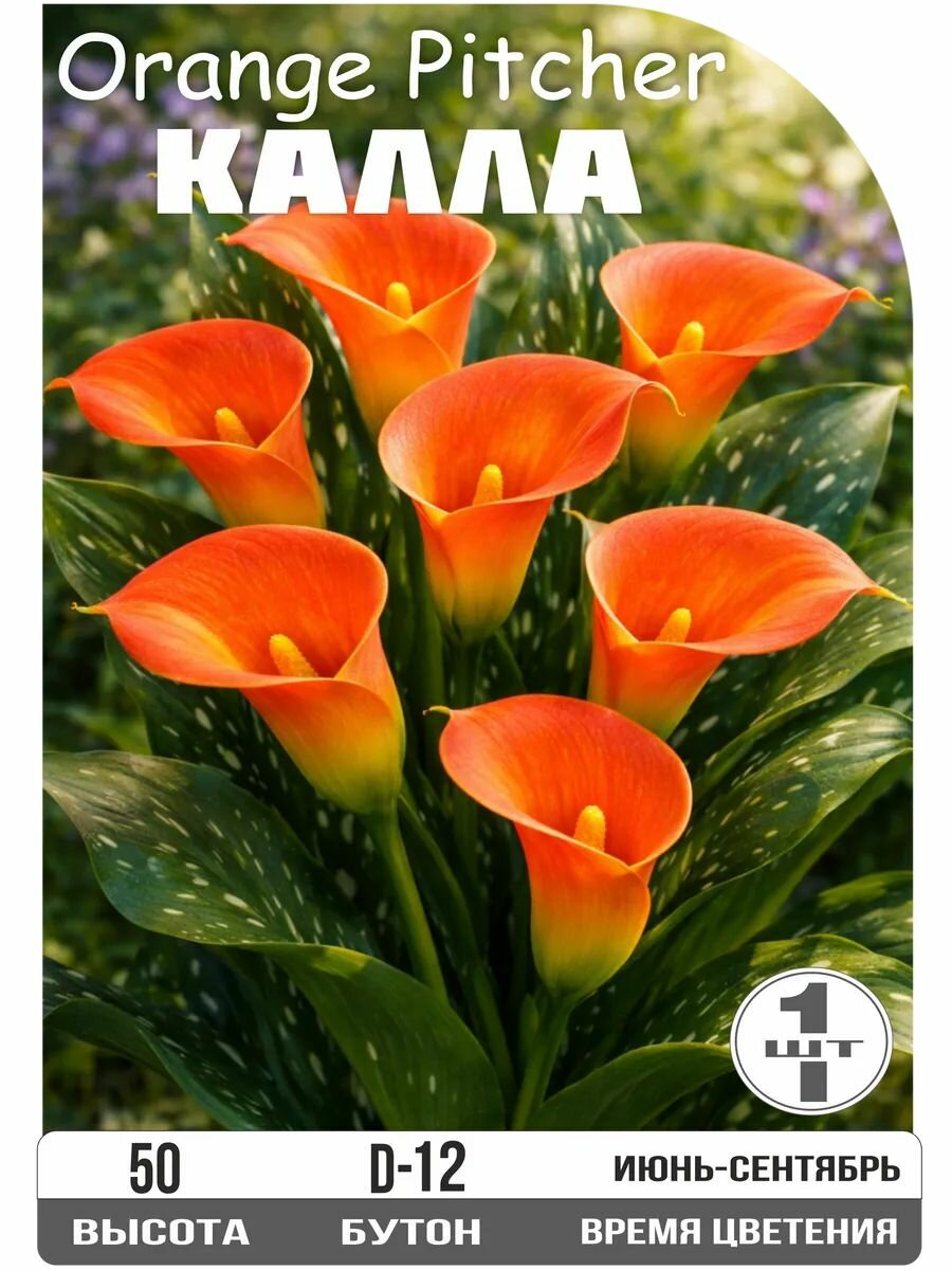 Калла Оранж Питчер луковица, клубни крупные, 1шт.