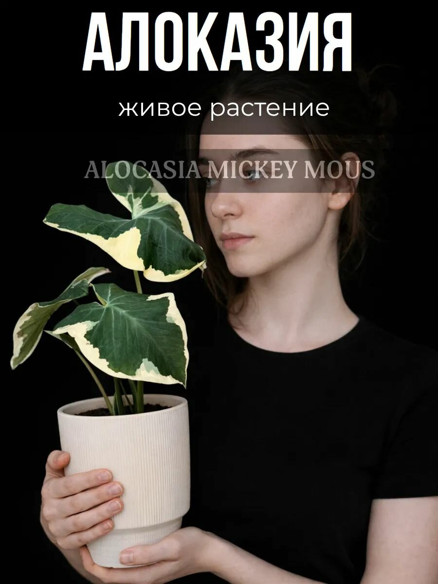 Алоказия Ксантозома Микки Маус (Alocasia Xanthosoma Mickey Mouse) D6см, домашний цветок