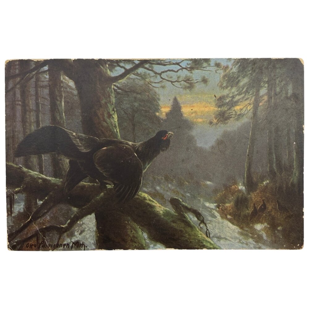 Почтовая открытка "Глухариный ток в лесу" 1900-1918 гг. Германская Империя