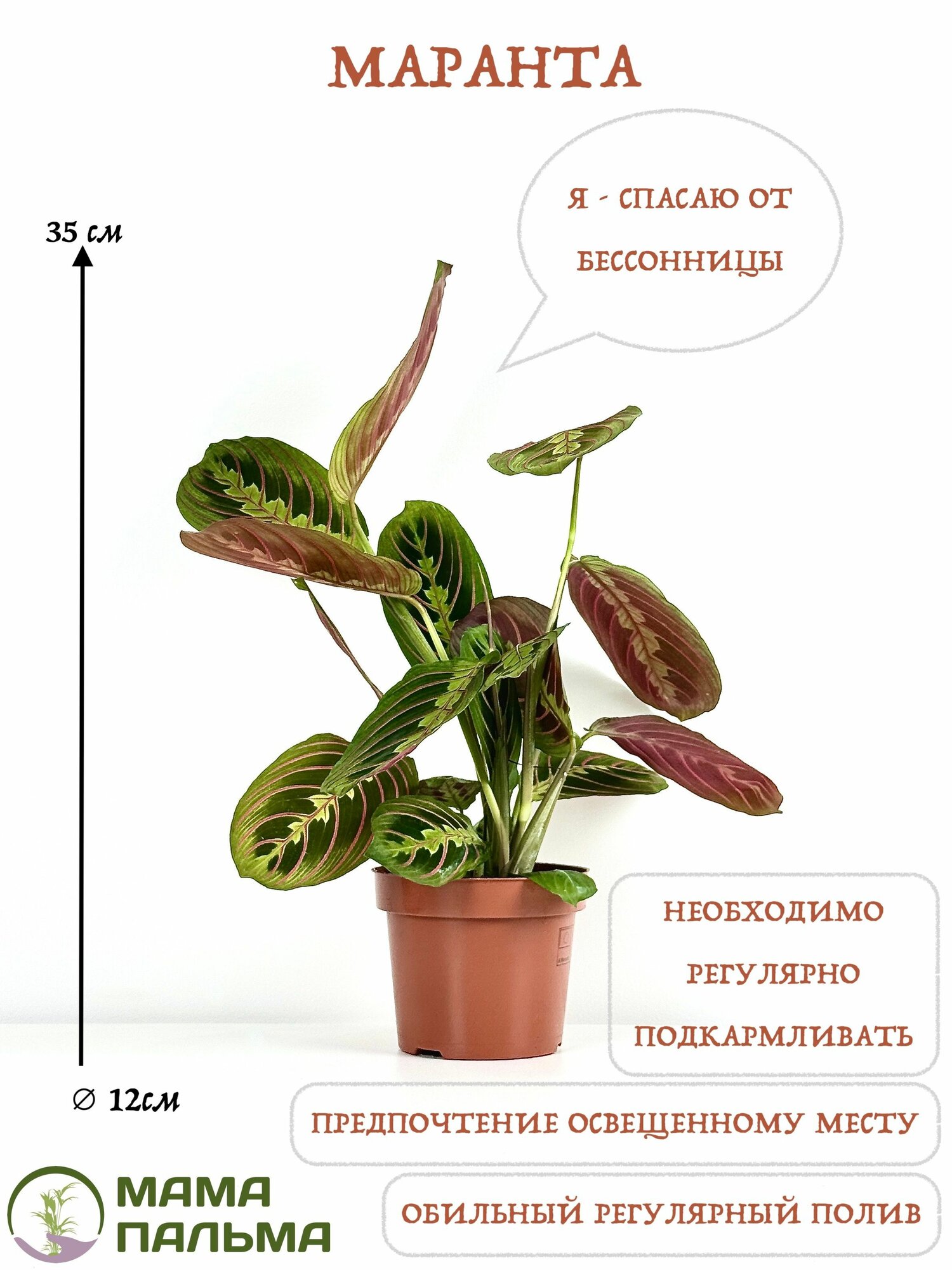 Живое растение Маранта в горшке D12 высота 35 см при поднятых стеблях
