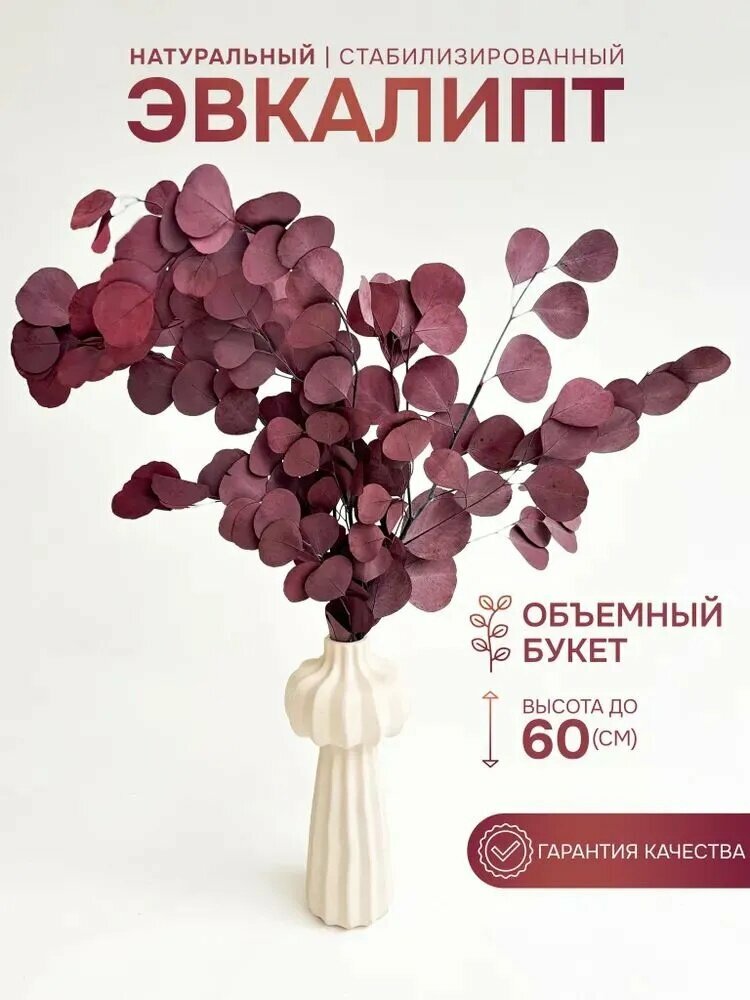 Сухоцветы Эвкалипт, 70 см, 1 шт