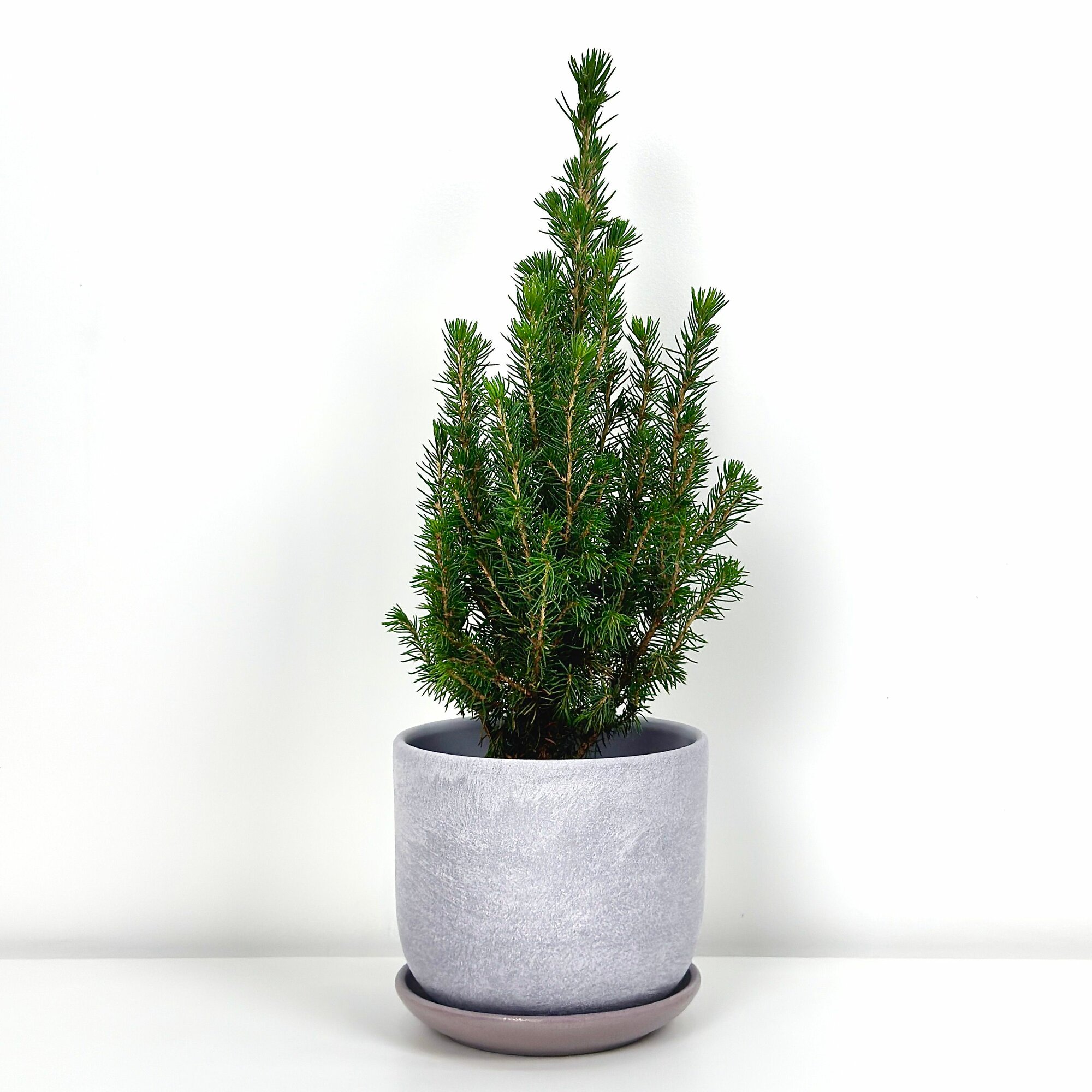 Ель живая Коника в керамическом гошке D12 см цвет Замша сиреневый Бук высота композиции 30-35 см