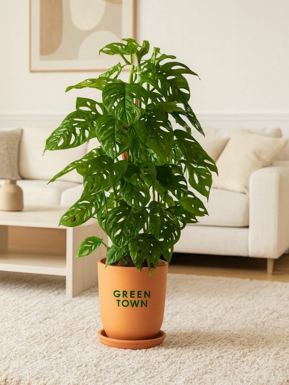 Монстера GREEN TOWN Манки, саженцы, многолетние, для полутени, 1 шт