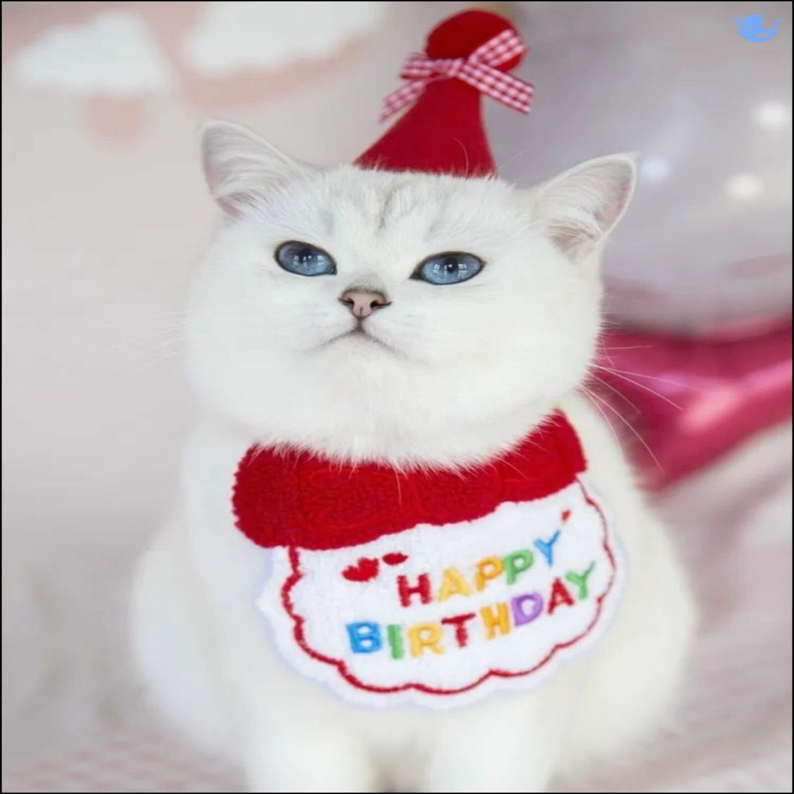 Ошейник и колпак праздничный костюм на День Рождения кота и собаки