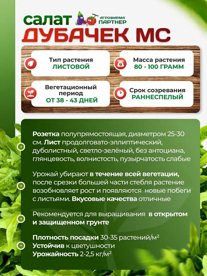 Семена салата Дубачек — фото 1