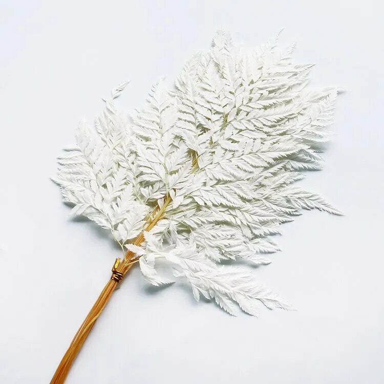 Сухоцветы Папоротник, 40 см, 30 гр, 10 шт