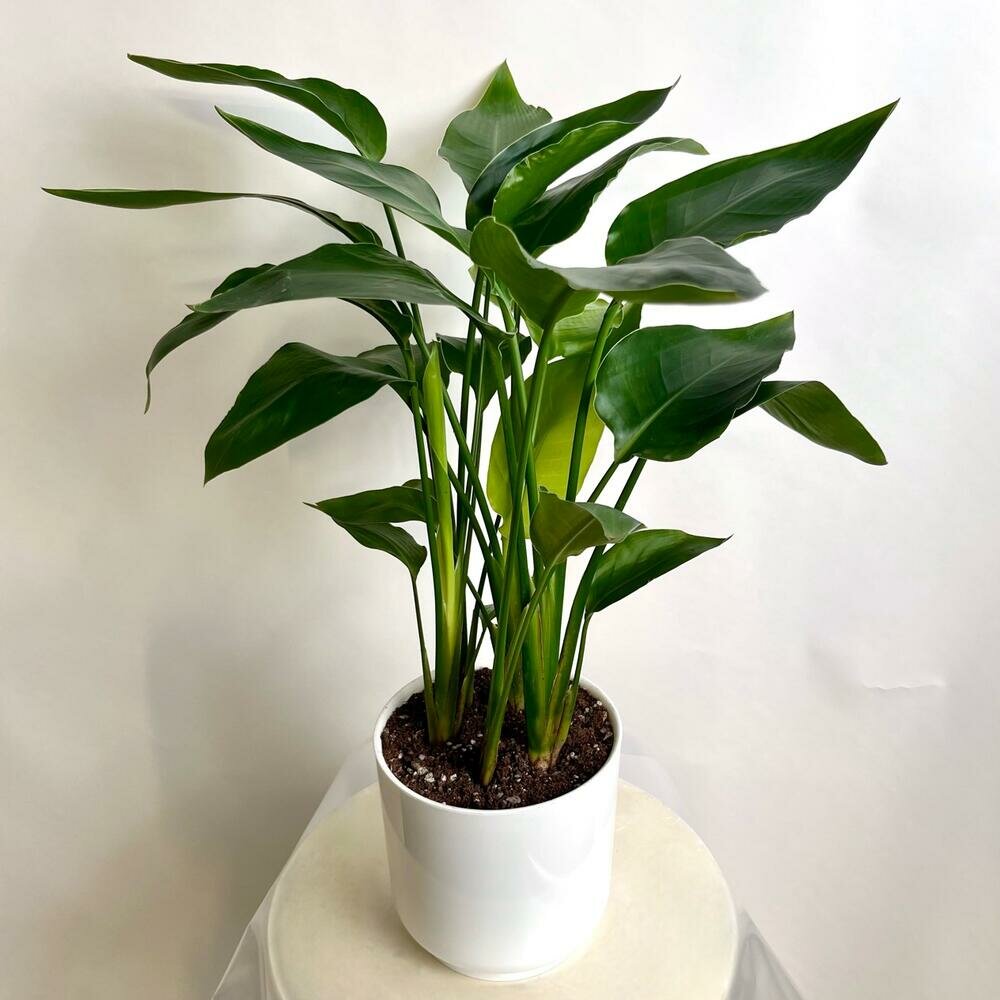 Комнатное растение живое, Стрелиция Николая китайская в пластиковом горшке, 55