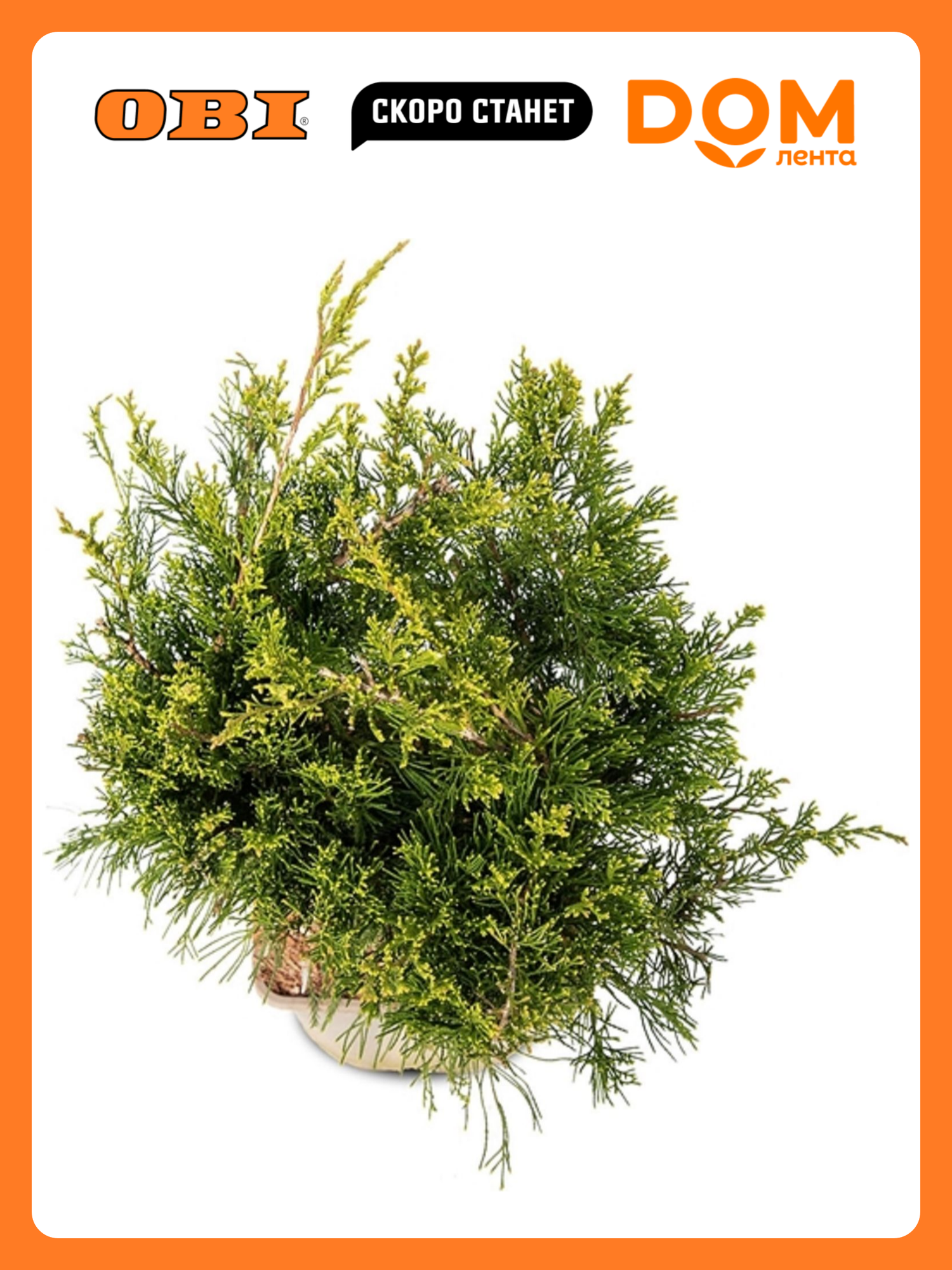 Можжевельник 883608, многолетнее, хвойное, декоративное растение