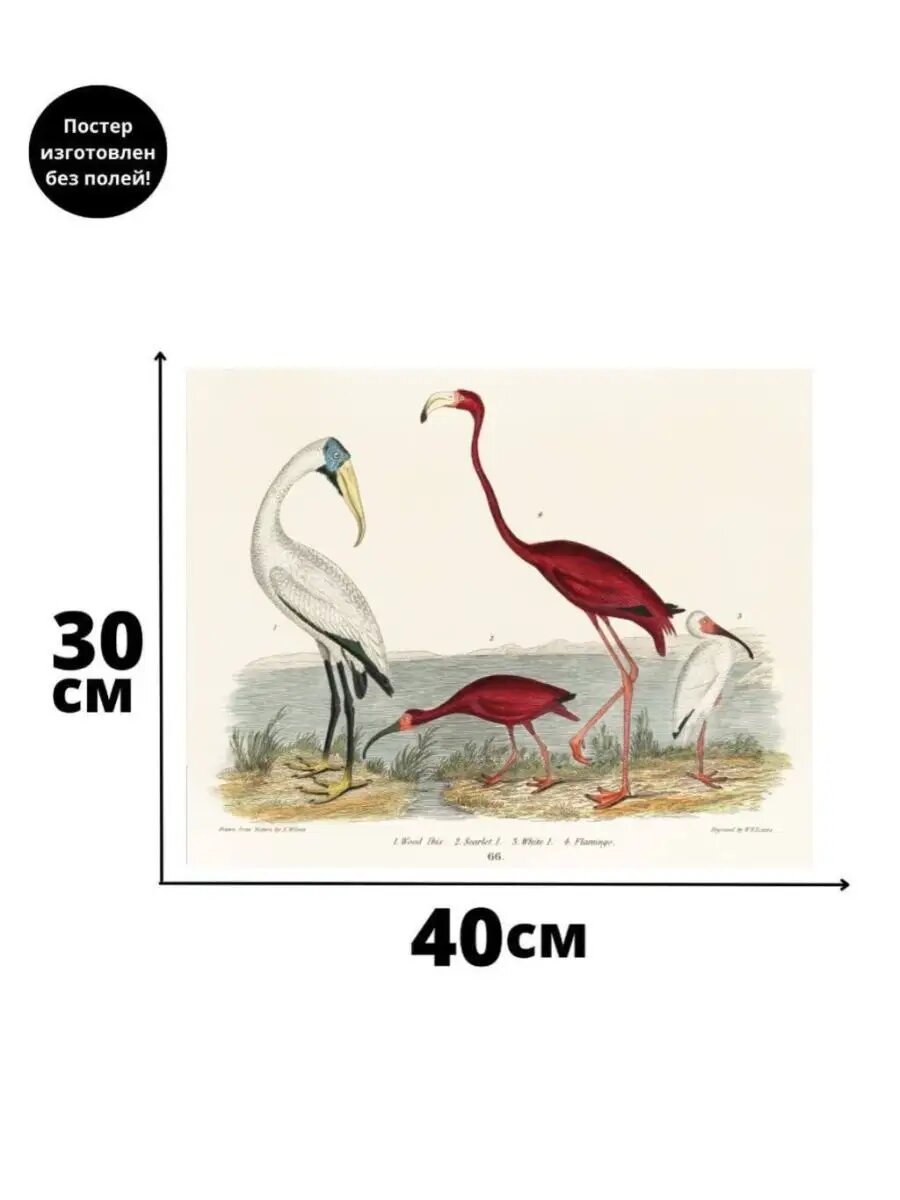 Постер животные птицы ретро стиль рисунки фауна, 40 x 30 см, бумага, без рамы