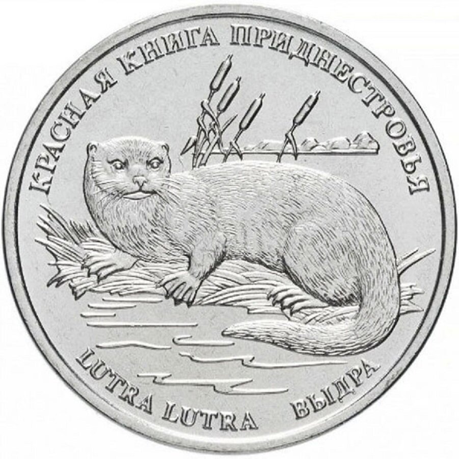 Монета номиналом 1 рубль Приднестровье, 2018 г. Красная книга Приднестровья - Выдра (Lutra lutra) (1 PMR-068)