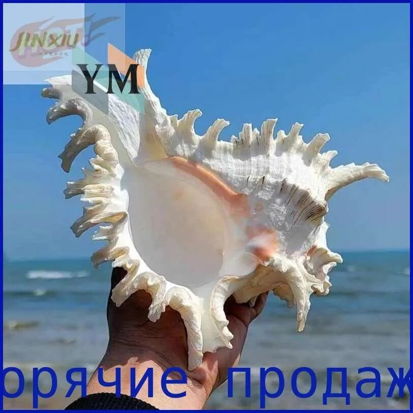 Ракушка морская Мурекс ветвистый 12-16см, Декорация для аквариума/террариума, Белый