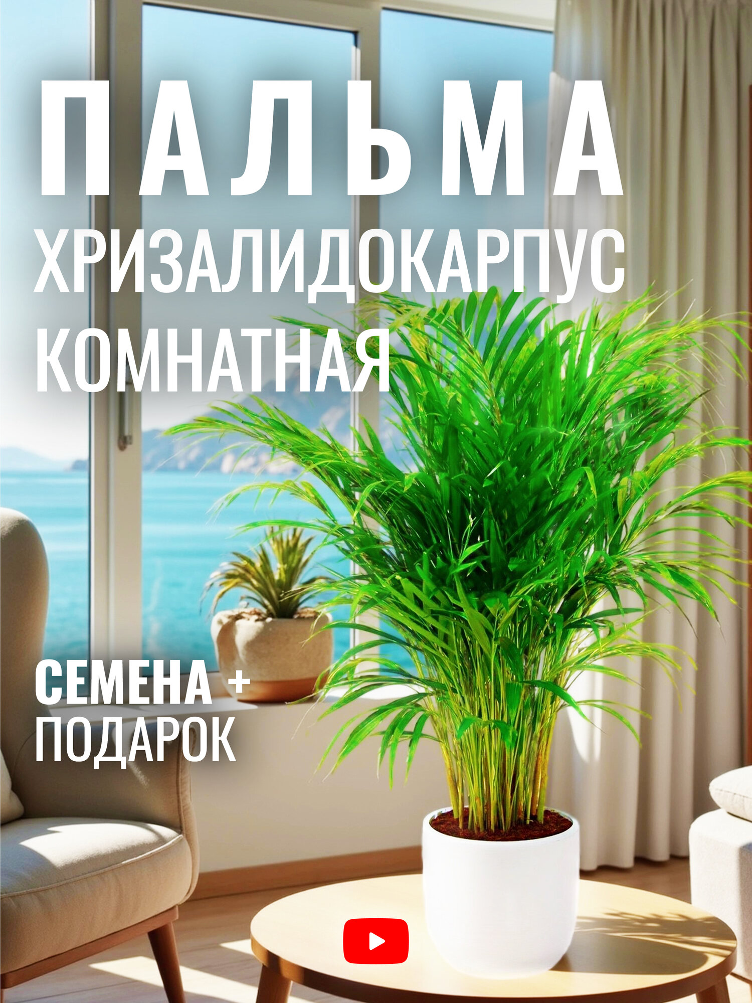 Хризалидокарпус Комнатная Пальма, Семена, 5 шт, семена комнатных растений