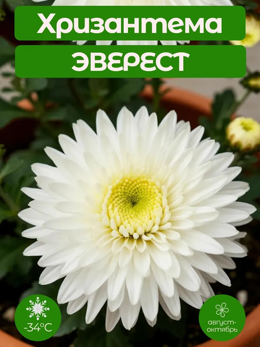 Хризантема Эверест