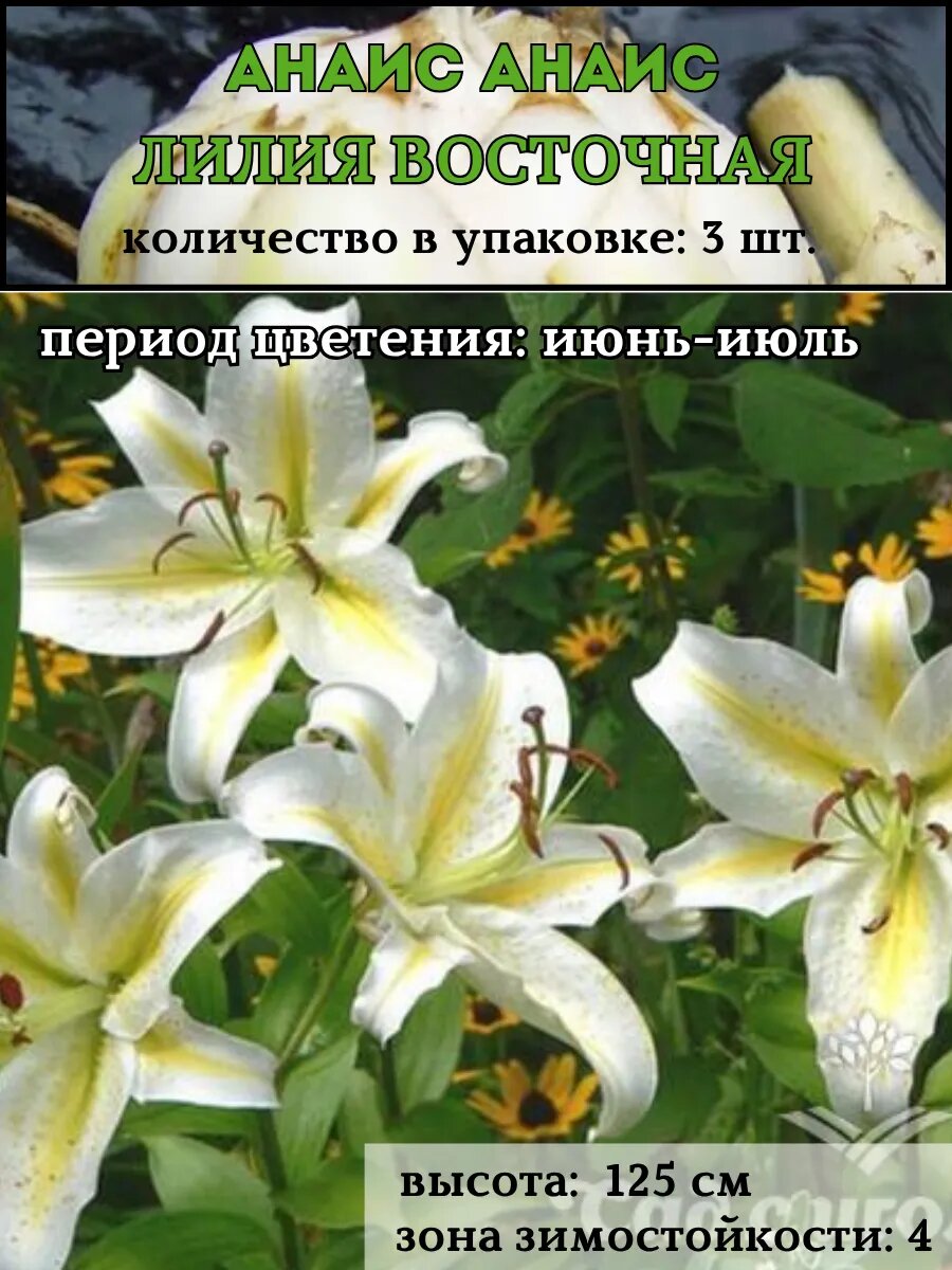 Лилия восточная, луковицы 3 штуки