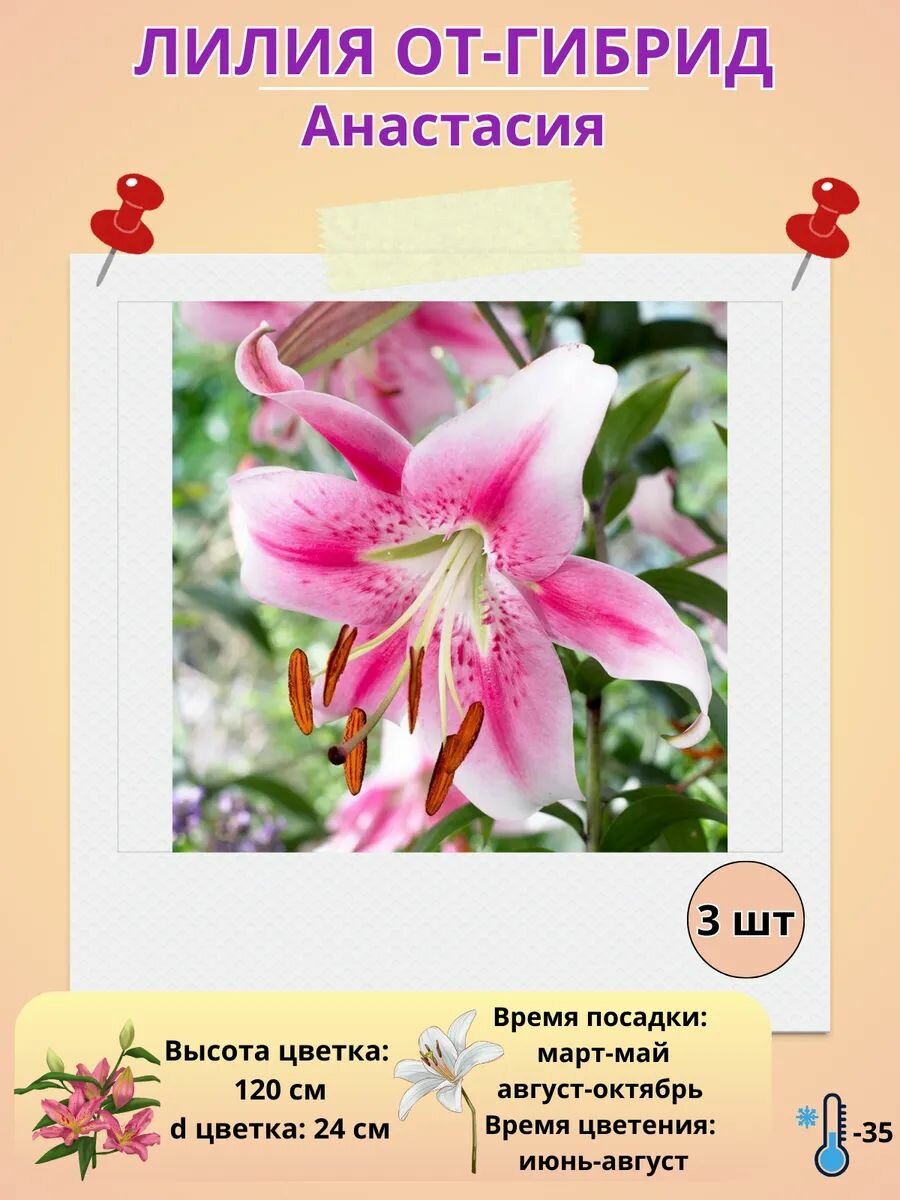 Лилия луковицы, многолетние цветы для посадки,3 штуки
