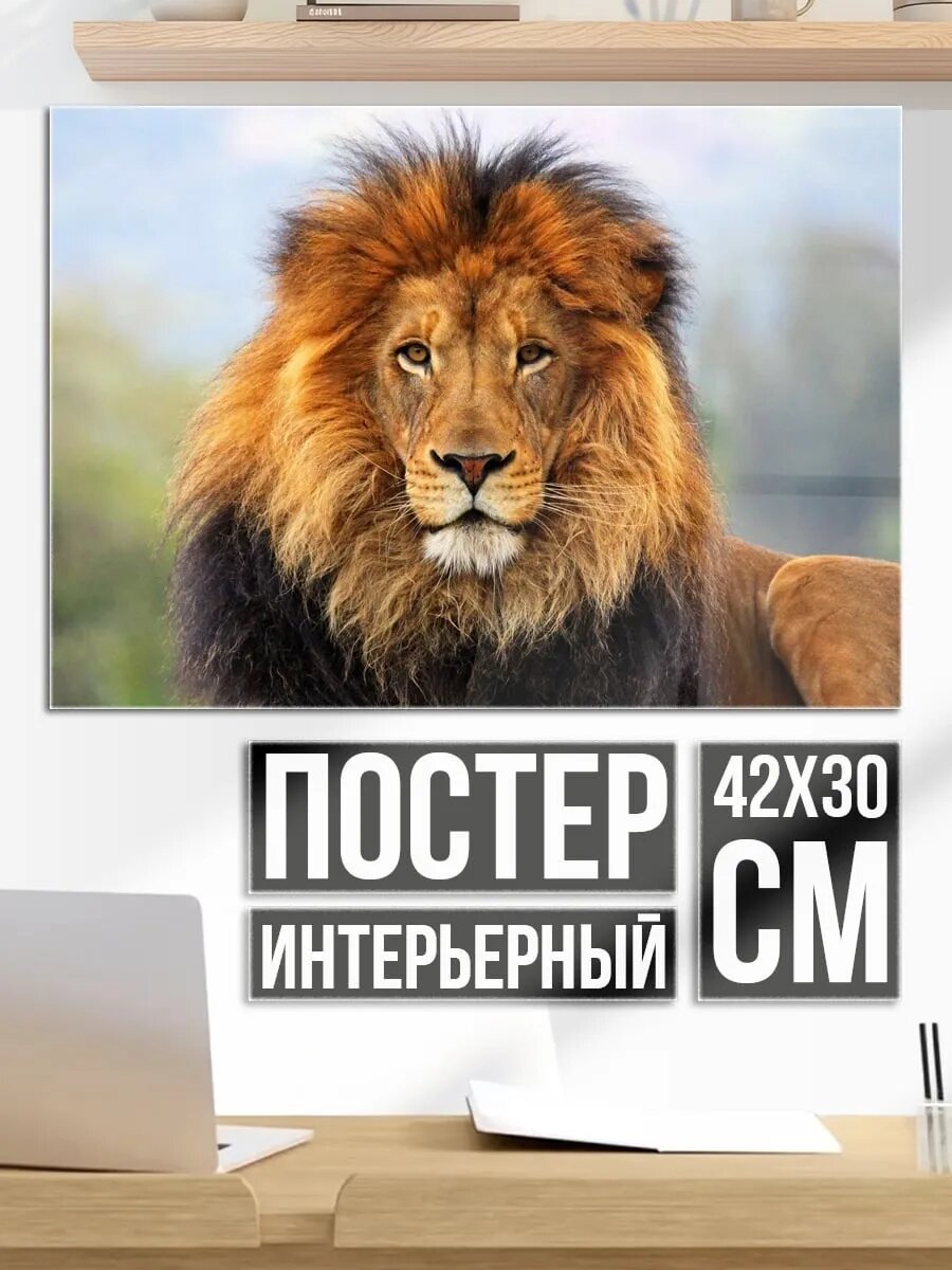 Плакат постер Лев грива