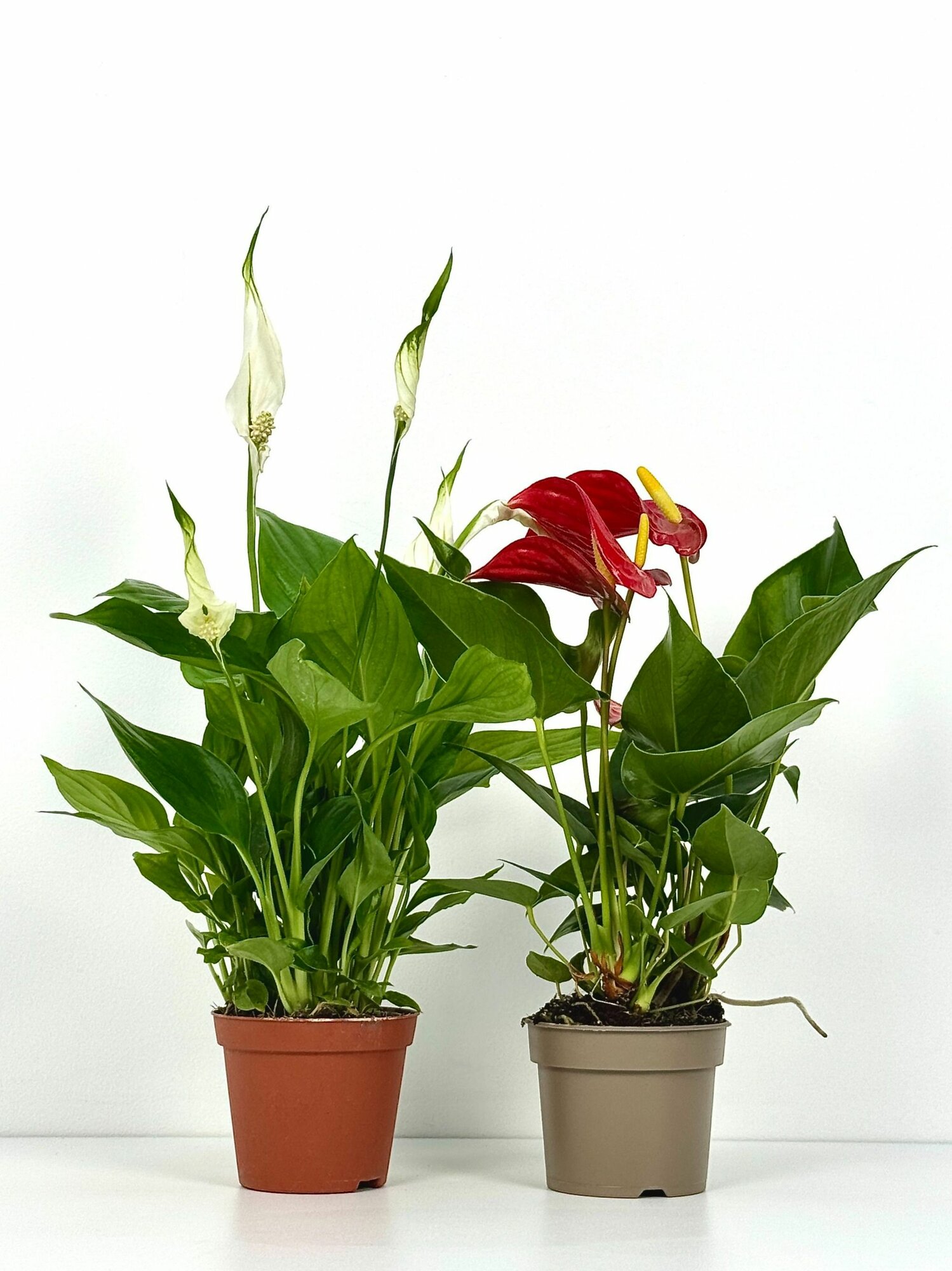 Набор 2 растения Спатифиллум Антуриум Красный в горшке D9 (живые растения)