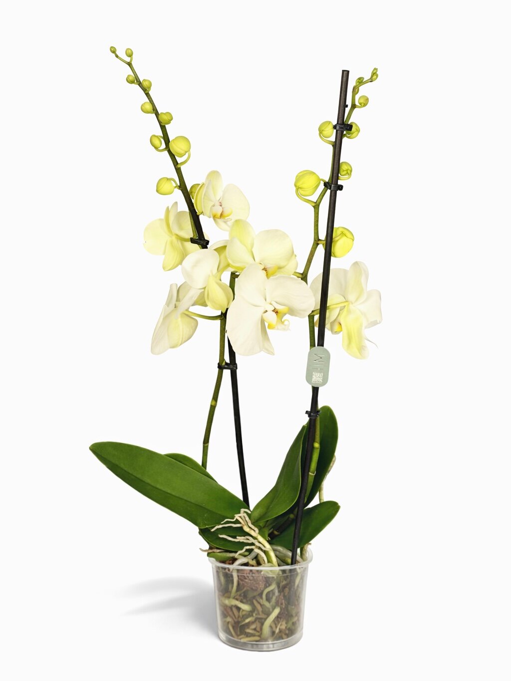 Орхидея Фаленопсис Макси, 2 цветоноса (Phalaenopsis) — белоснежная элегантность и величие