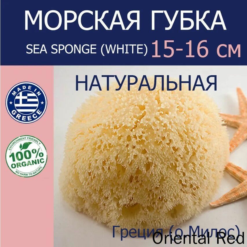 Губка морская натуральная, 15-16см W-7 Греция