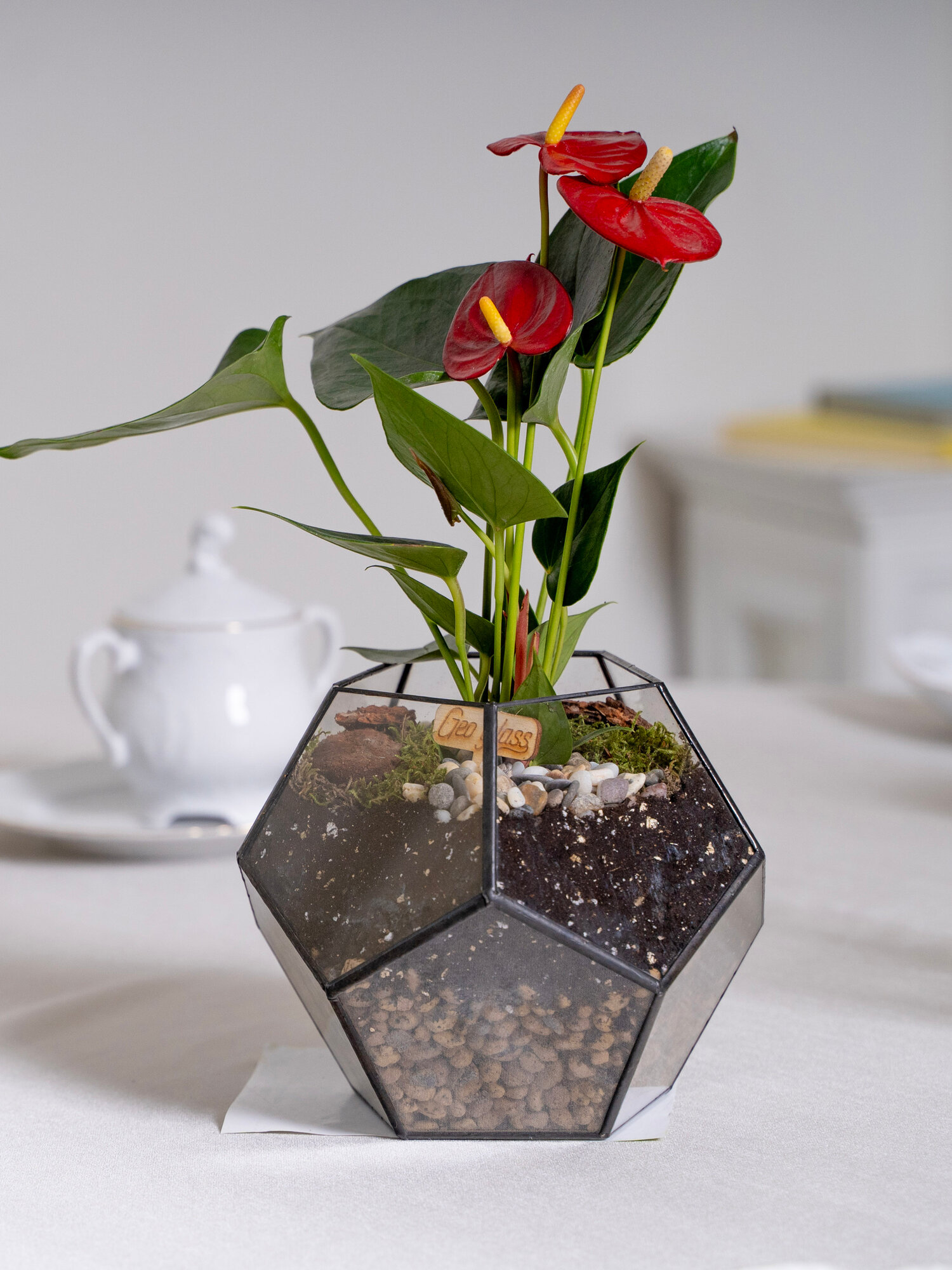 Geo Glass: Антуриум красный , растение живое в стеклянном горшке Тиффани , подарок