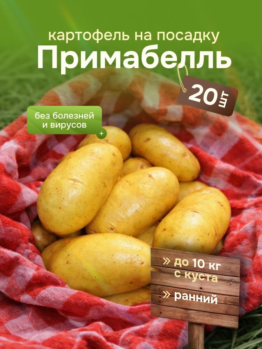 Семенной картофель на посадку Примабелль 20 шт (ранний)