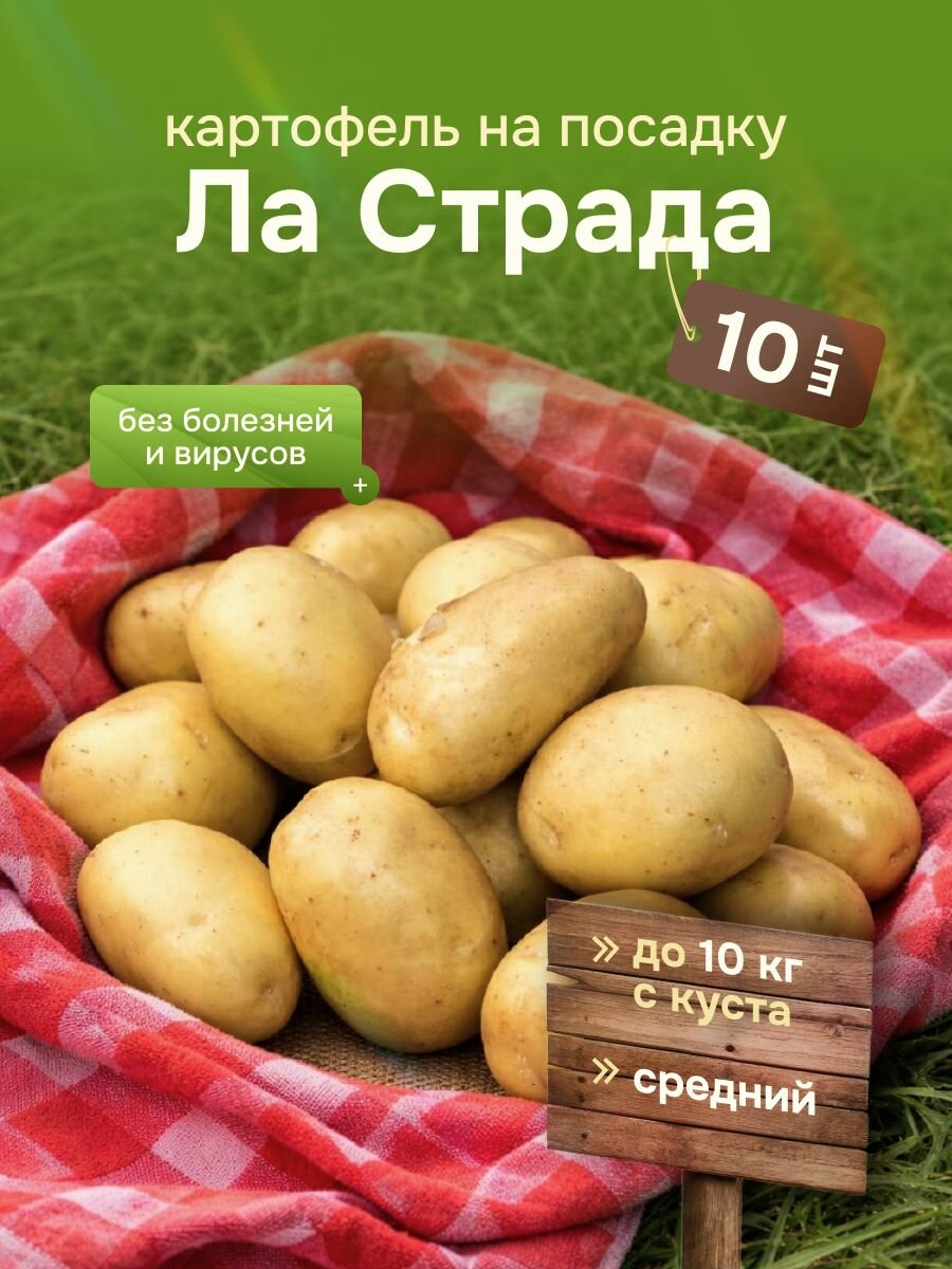 Семенной картофель на посадку Ла Страда 10 шт (средний)