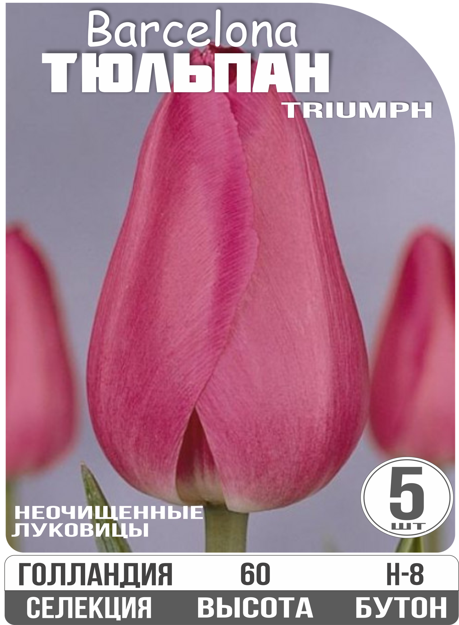 Тюльпан луковицы Барселона, 5шт неочищенные, многолетник, высота 60 см, ярко пурпурные