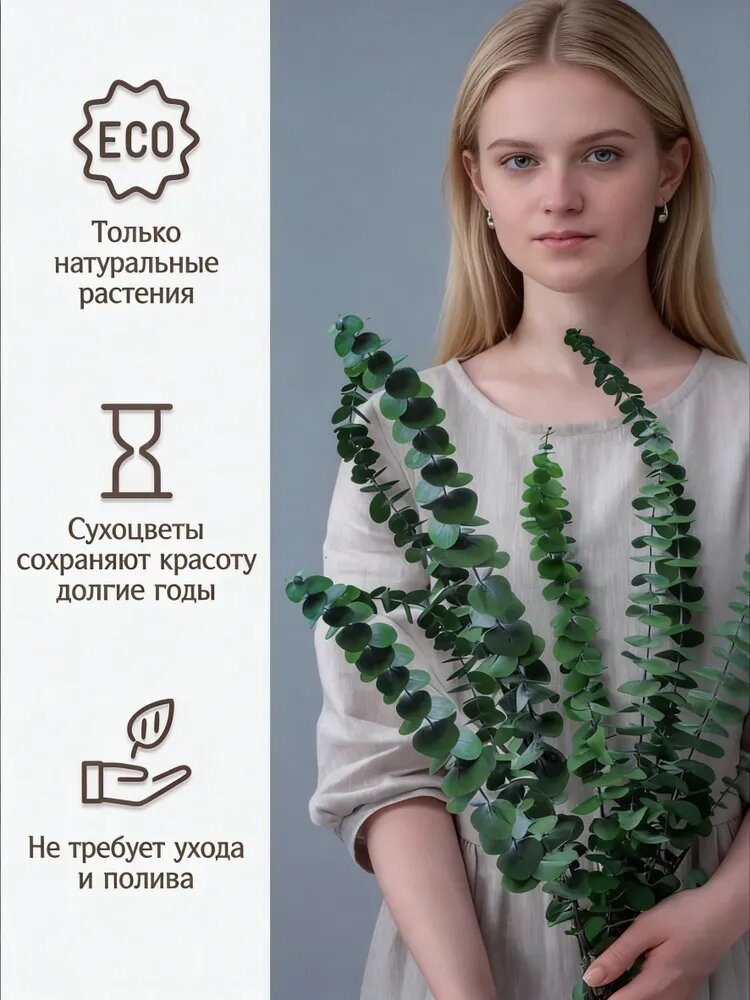 Сухоцветы Эвкалипт, 50 см, 10 шт
