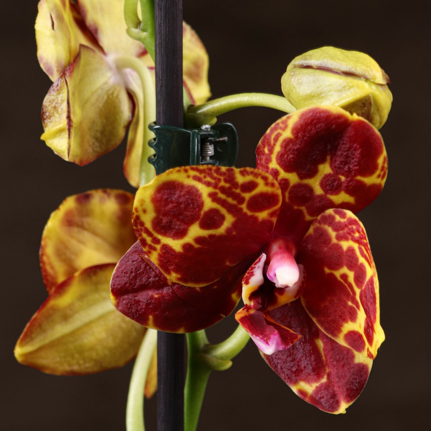 Орхидея Фаленопсис Snake Skin 2 ст