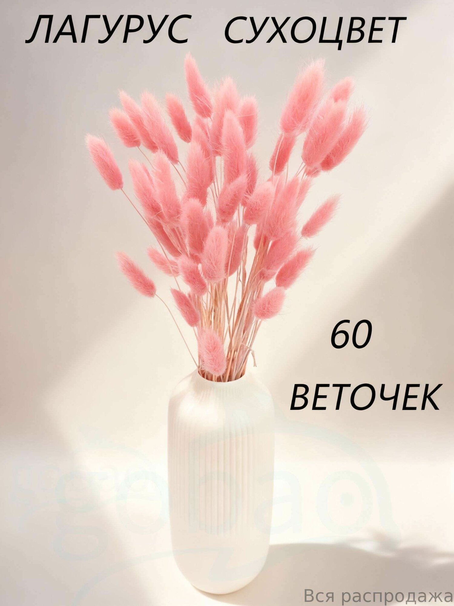 Сухоцветы