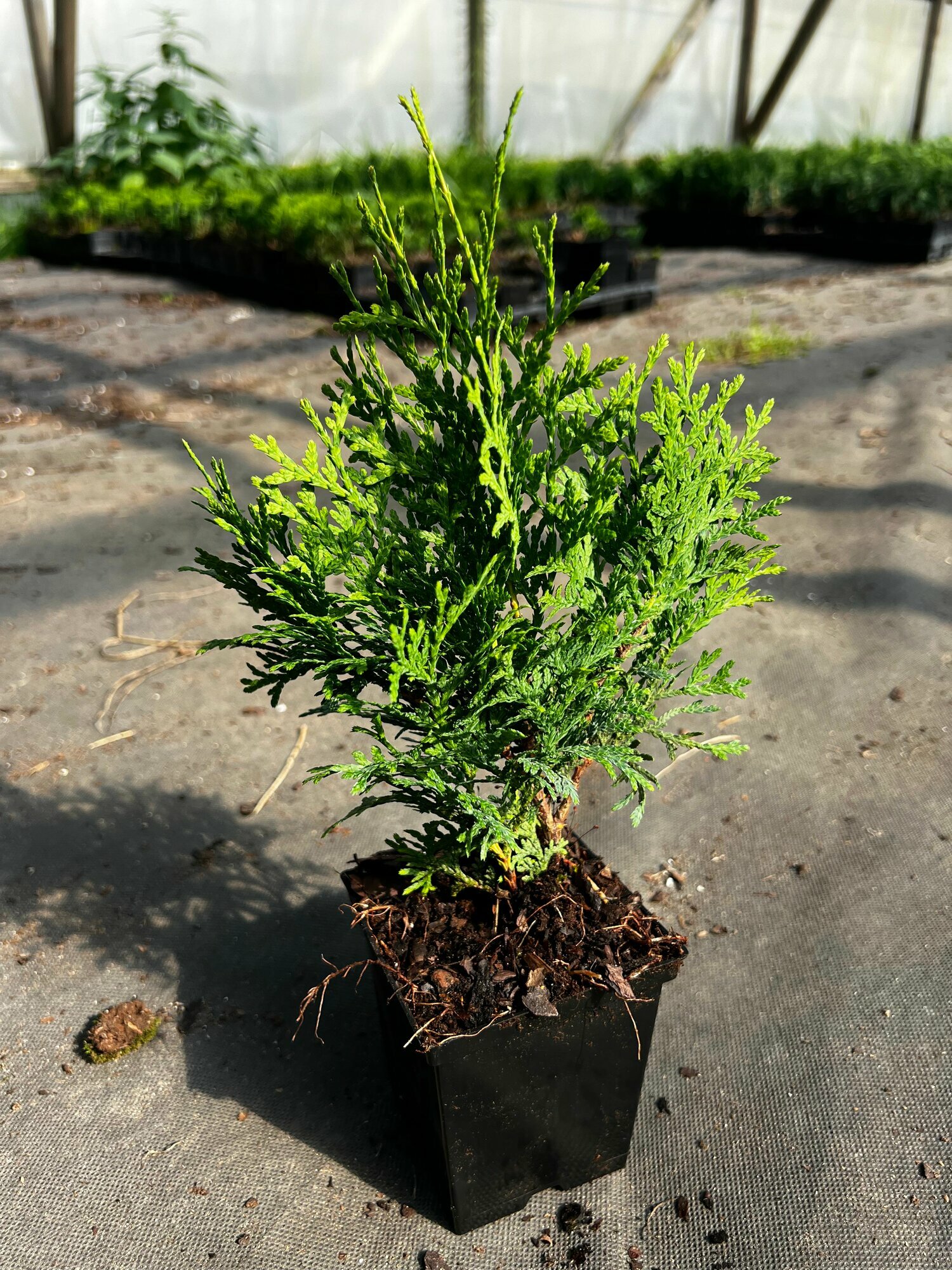 Туя Холмструп саженец, Р9, 10-15 см, солитер