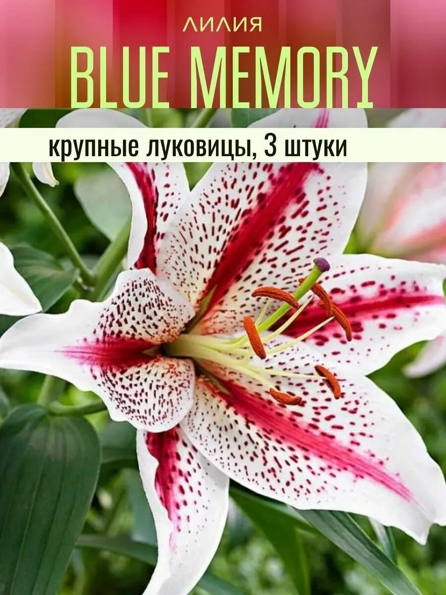Лилия луковицы, многолетние цветы для посадки,3 штуки