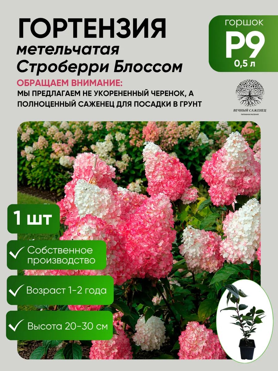 Гортензия метельчатая Строберри Блоссом, саженец для сада и дачи, декоративное растение для посадки
