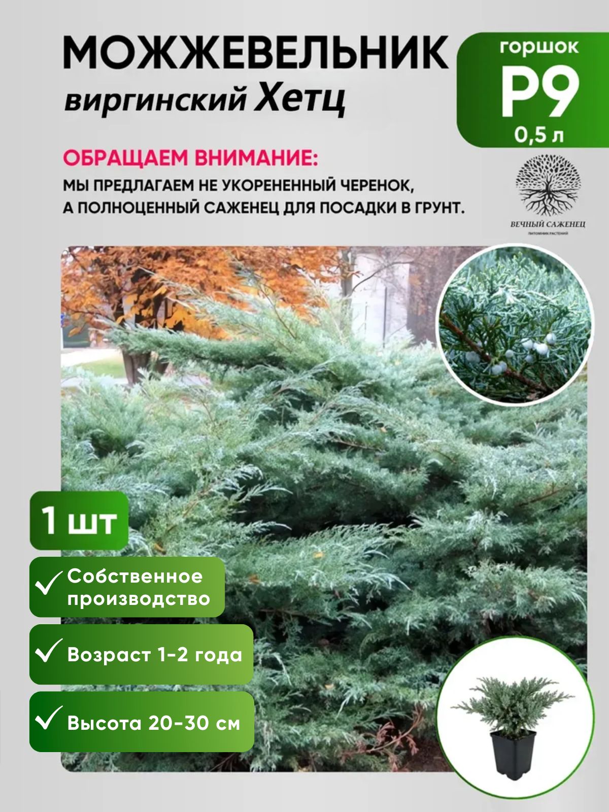 Можжевельник виргинский Хетц, саженец для сада и дачи, декоративное растение для посадки