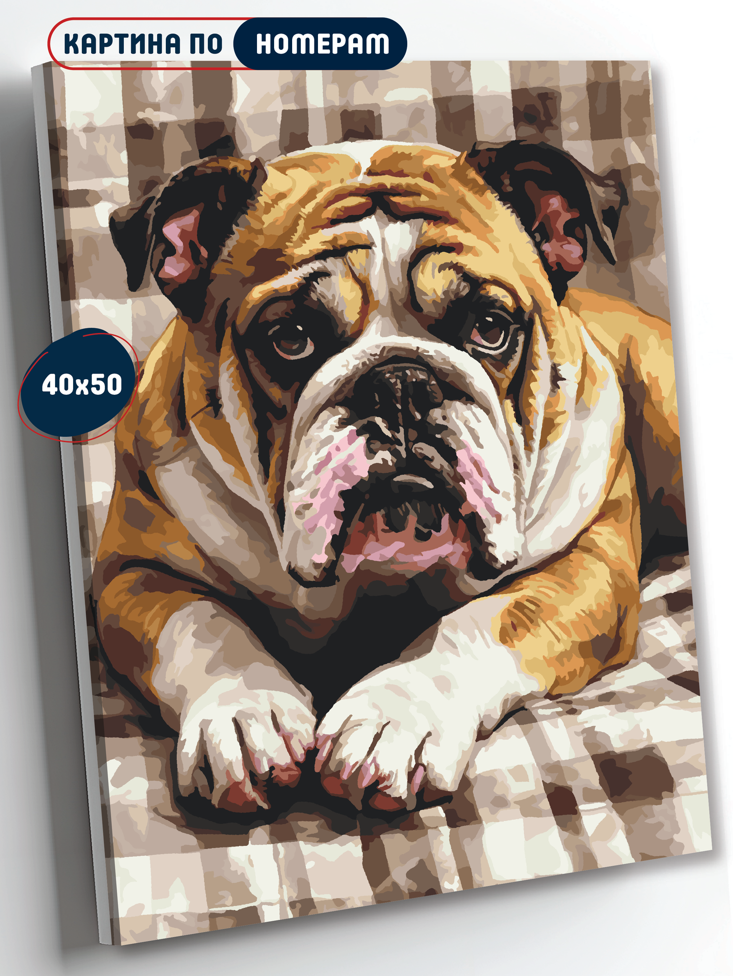Картина по номерам "Бульдог_1", Холст на подрамнике 40х50, набор для рисования