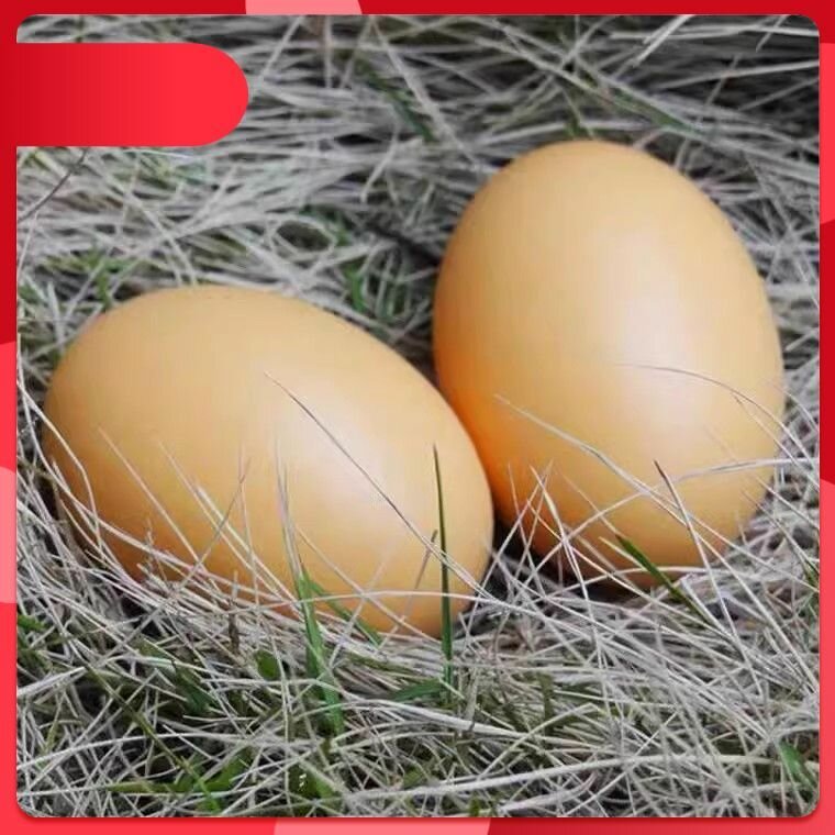 Муляж куриного яйца, Пластиковое куриное яйцо для кур-несушек, искусственное подкладное яйцо 5шт пр-во Турция