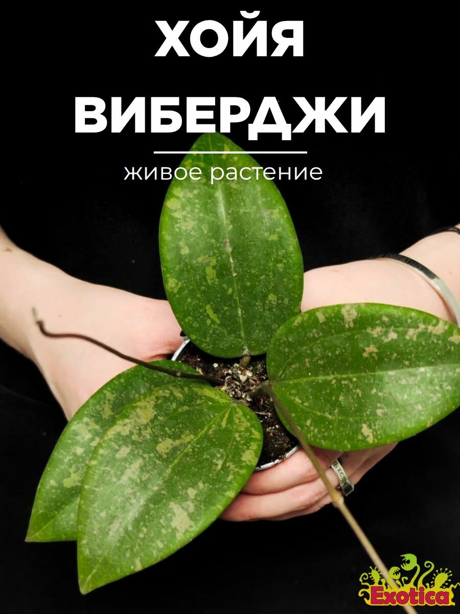 Хойя Виберджи (Hoya Wibergiae) D6см, живое растение