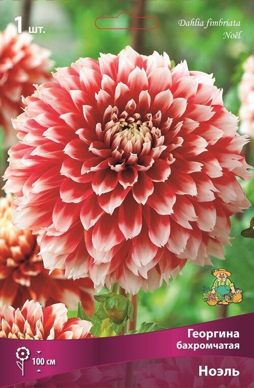 Луковицы Георгины Ноэль 1 шт